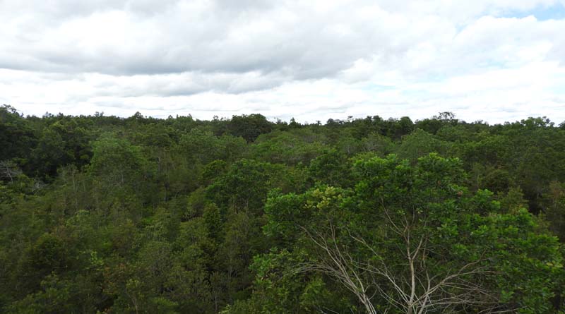 Lestarikan Hutan, Warga Dusun Sebaju Menanam Pohon Di Hutan Adat ...